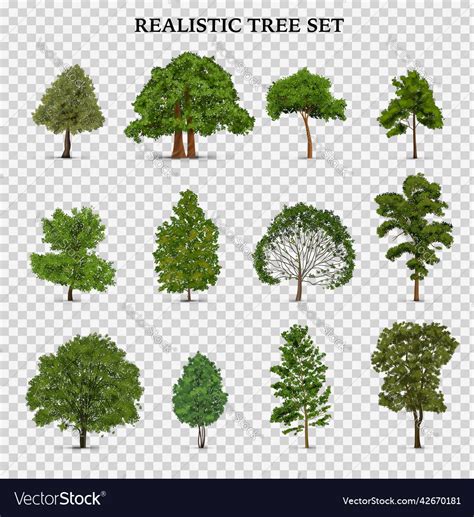 Realistic Trees Transparent Set Royalty Free Vector Image