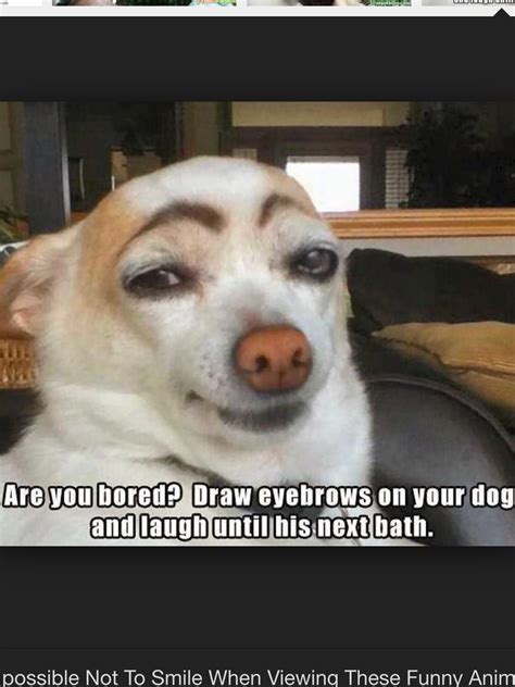 This Is What Im Going To Do With My Dog Hehe Funny Dog Memes