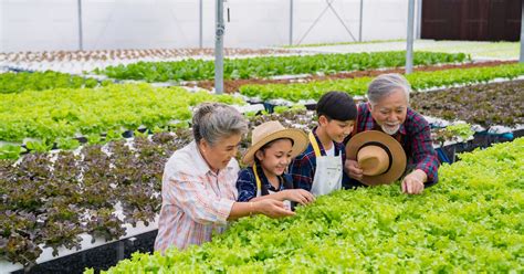 수경법 시스템 채소 농장에서 함께 일하는 행복한 아시아 가족 농부 조부모님은 온실 정원에서 유기농 상추 채소를 재배하고 돌보는 어린 손자 소년과 소녀를 가르치고 있습니다