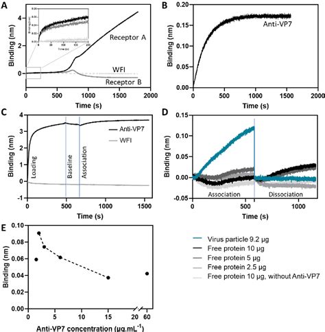 Figure From Biolayer Interferometry Analysis For A Higher Throughput Quantification Of In
