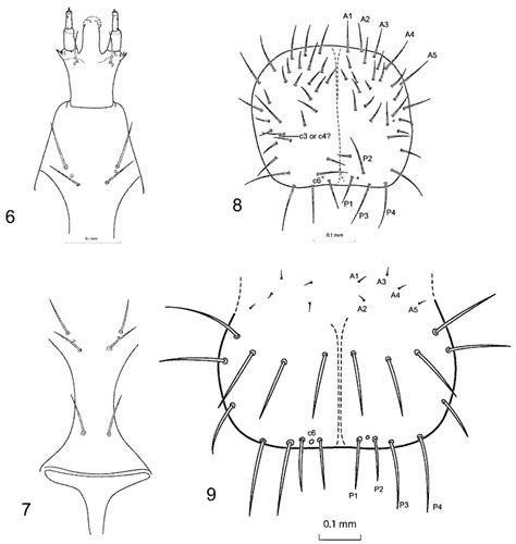 H Klimaszewskii Larva Iii 6Ð7 Labium 6 Prementum And Mentum 7 Download Scientific