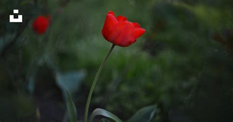 들판 한가운데에 핀 빨간 튤립 한 송이 사진 Unsplash의 무료 키예프 이미지