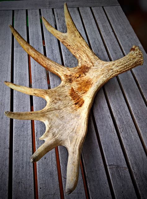 Free Images Hand Driftwood Nature Branch Wood Leaf Deer Horn
