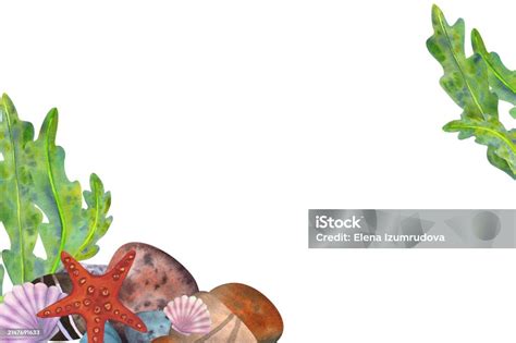 해양 구성 프레임 흰색 배경에 템플릿입니다 바다 돌 조류 불가사리 조개 기념품 카드 포스터 배너 메뉴 라벨 기호 디자인을위한