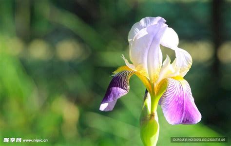 美丽鸢尾花绽放摄影图花草生物世界摄影图库昵图网