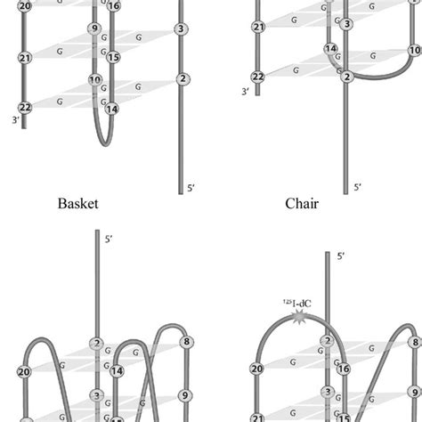 The Schematic Diagram Of Possible Intramolecular Conformations Of Human