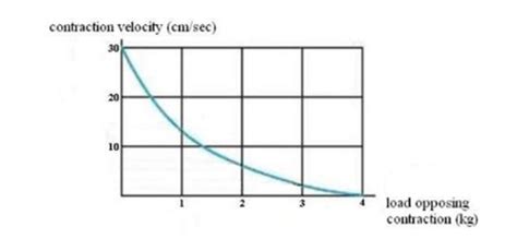 Solved The Figure Below Shows The Contraction Velocity Of A Muscle As A 1 Answer