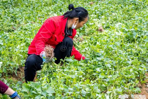 林州五龙镇：大棚育苗现“薯”光，点亮产业兴旺“星”澎湃号·湃客澎湃新闻 The Paper