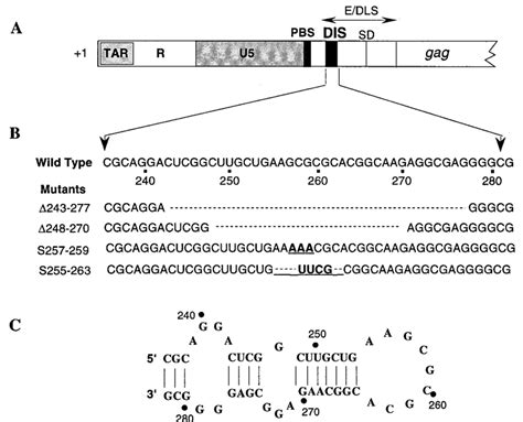 Wild Type And Mutated Dis Of Hiv 1 A Schematic Representation Of The Download Scientific