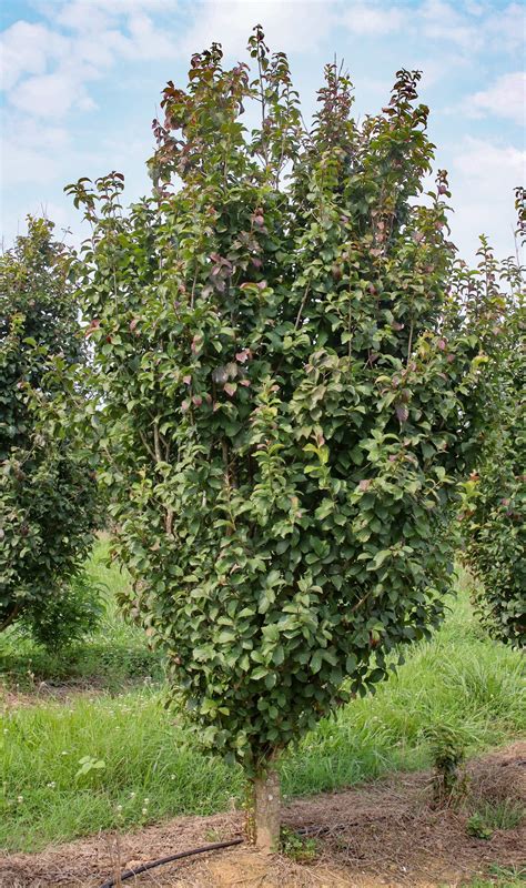 Parrotia Persica ‘jl Columnar Pp24951 ~ Persian Spire™ Ironwood