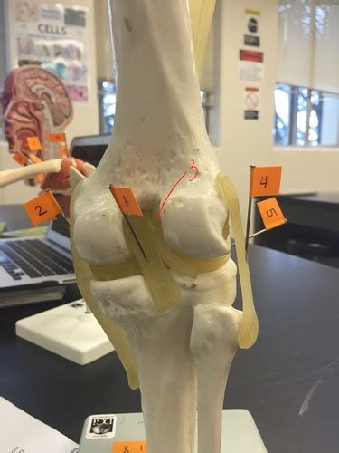 Lab Practical Articulations Auburn University Flashcards Quizlet Lab Practical Articulations Auburn University Flashcards Quizlet