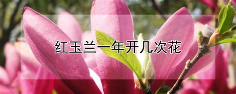 红玉兰一年开几次花 发财农业网