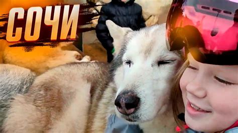 Сочи Красная Поляна Отдых с семьей в Сочи зимой Катаемся на хаски Youtube