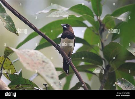 The Bird Named White Rumped Munia Sitting On A Bracnh Of Tree In An Open Yard Stock Photo Alamy