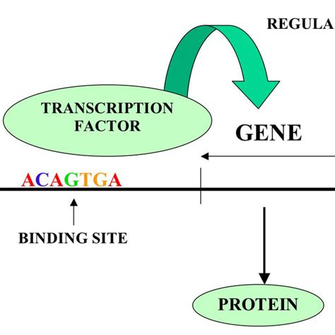 A Diagrammatic Representation Of Gene Expression The Transcription