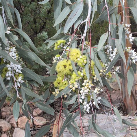 Eucalyptus Citriodora Corymbia Citriodora Eucalyptus Lemon Bush