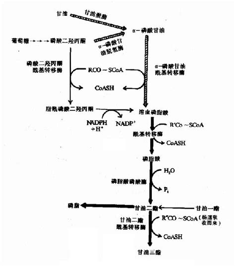 生物化学与分子生物学 甘油三酯代谢 A 医学百科