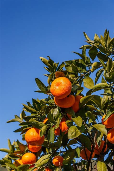 Satsuma Stock Photo Image Of Satsuma Nature Japanese 35781562