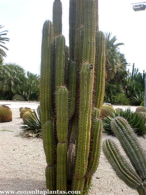 Neobuxbaumia Euphorbioides O Tetecho Euforbia Cuidados
