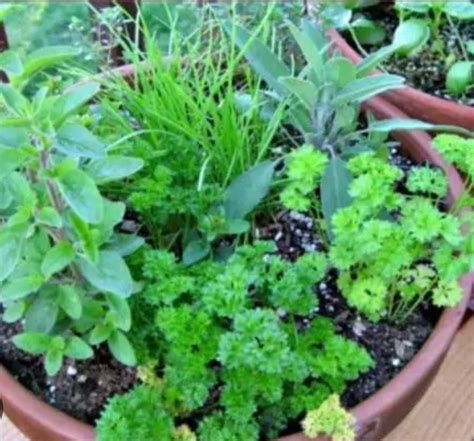 Herb Day May 18 1100 130 Stream Cliff Farm Restaurant And Winery