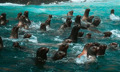 Swimming With Playful Sea Lions In Perus Palomino Islands Moments Log