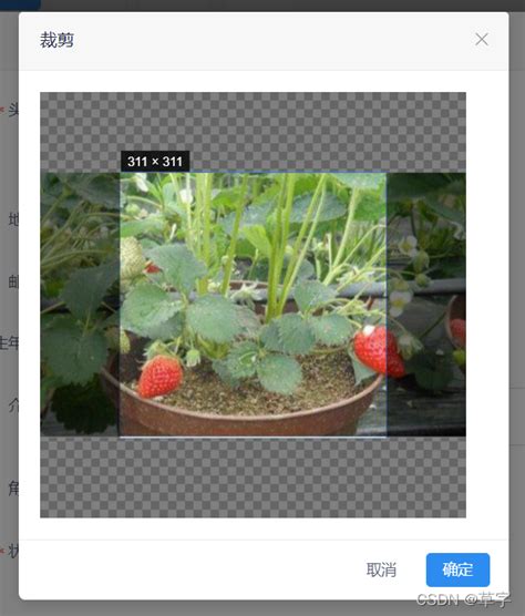 Vue Vue Cropper图片裁剪头像裁剪vue Cropper 图片模糊 Csdn博客
