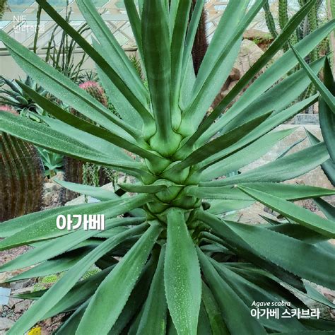 국립생태원 에코리움 반려식물 아가베를 소개합니다 🌲🌳🍀🌴🍃 아가베agave는 한 종의 식물이