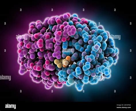 Hiv 1 Protease And Inhibitor Molecular Model Of The Enzyme Hiv 1