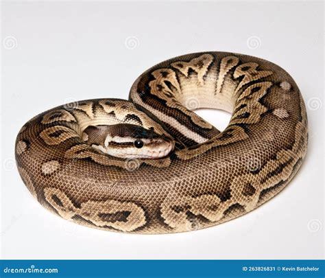 Pewter Ball Python Stock Image Image Of Snakes Python 263826831 Pewter Ball Python Stock Image Image Of Snakes Python 263826831
