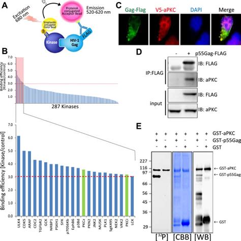 Apkc Phosphorylates Hiv 1 Gag A Schematic Representation Of The