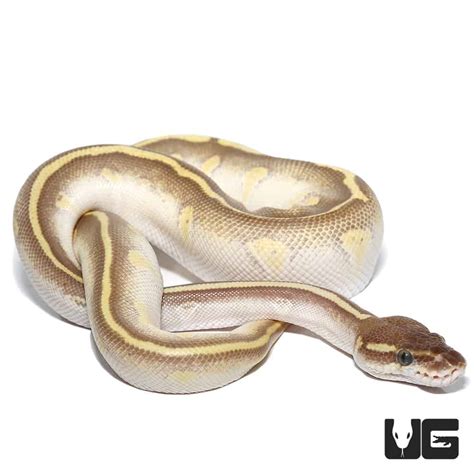 Male Yearling Enchi Soul Sucker Yellowbelly Ball Python Python Regius