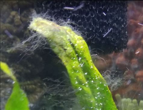 Help Identifying My Unwanted Algae And Seeking Advice On Its Removal Plants Algae And