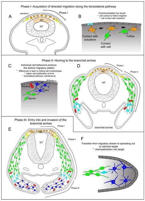 Cranial Neural Crest Migration New Rules For An Old Road Pmc