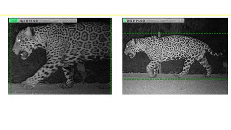 Checkbox Problem Support Wild Me Community Forums