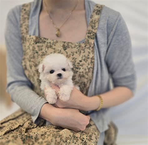 미니비숑 공주님 분양 샤넬 비숑프리제분양 분양중인 비숑프리제 아가댕