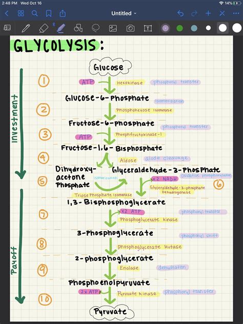 Glycolysis Diagram
