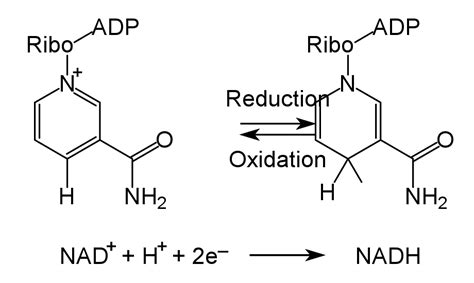 ملف Nad Oxidation Reduction Svg المعرفة