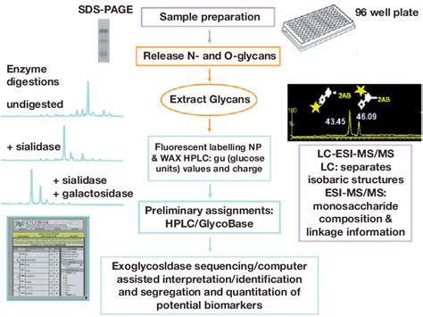 Figure From High Throughput Glycan Analysis And Disease Markers Semantic Scholar