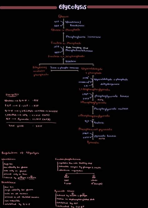 Glycolysis Pathway Notes