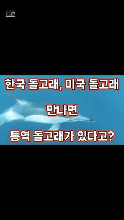 한국돌고래 미국돌고래 통역돌고래 Youtube