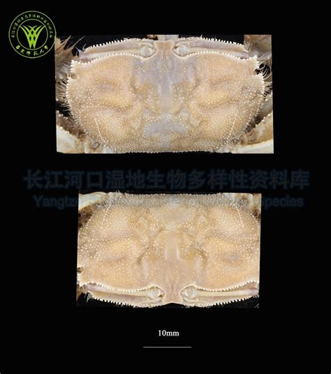 长江河口湿地生物多样性资料库