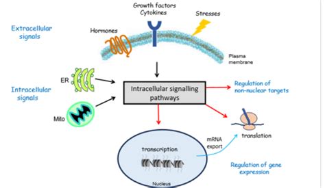 Cell Signalling Lecture 1 Introduction Flashcards Quizlet