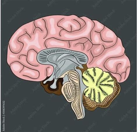 Neurology Final Lab Diagram Quizlet