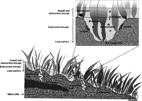 A Schematic Illustrating Water Flow And Pathogen Transport In Overland Download Scientific