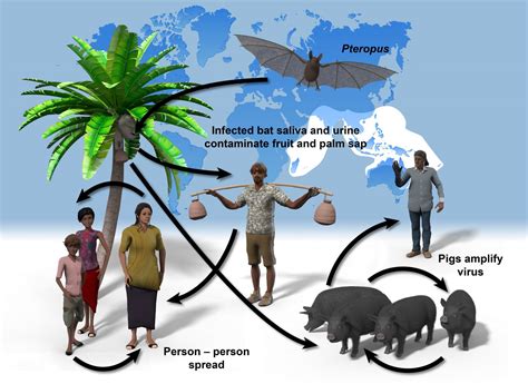 Transmission Nipah Vaccine
