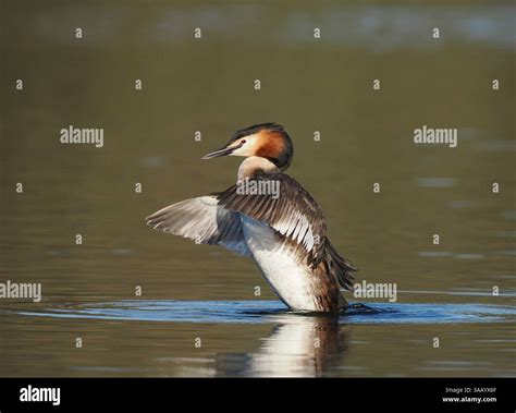 Still Pre Nesting On April 1st 2025 Pairing Nest Building Bonding