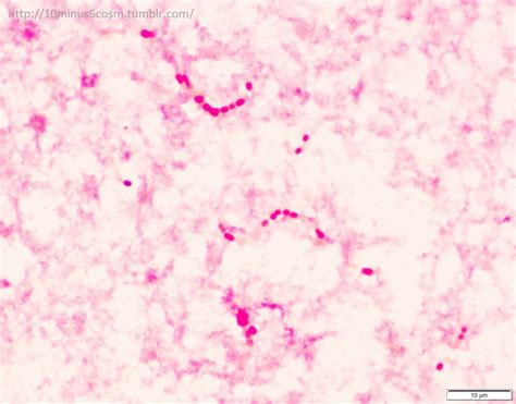Gram Negative Cocci In Clusters