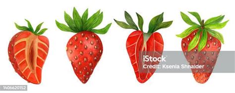 신선한 딸기 수채화 세트 흰색 배경에 고립 된 잎이있는 붉은 달콤한 베리 손으로 정원 과일 전체를 뽑아 반으로 자른다 익은 맛있는 디저트 천연 유기농 식품 삽화 개체 그룹에