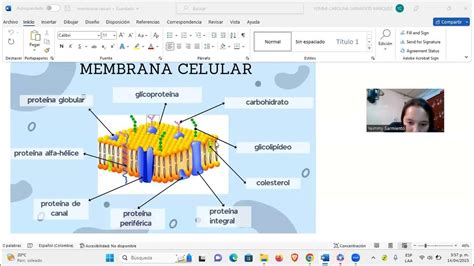 Membrana Celular Y Sus Partes Youtube