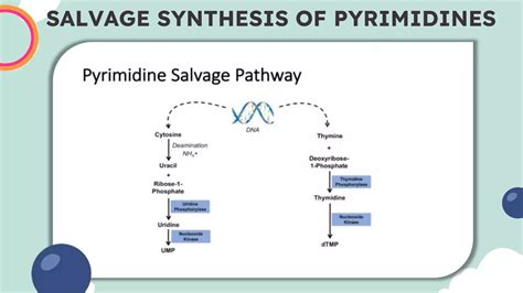 Pyrimidine Metabolism Biosynthesis And Catabolism Pptx